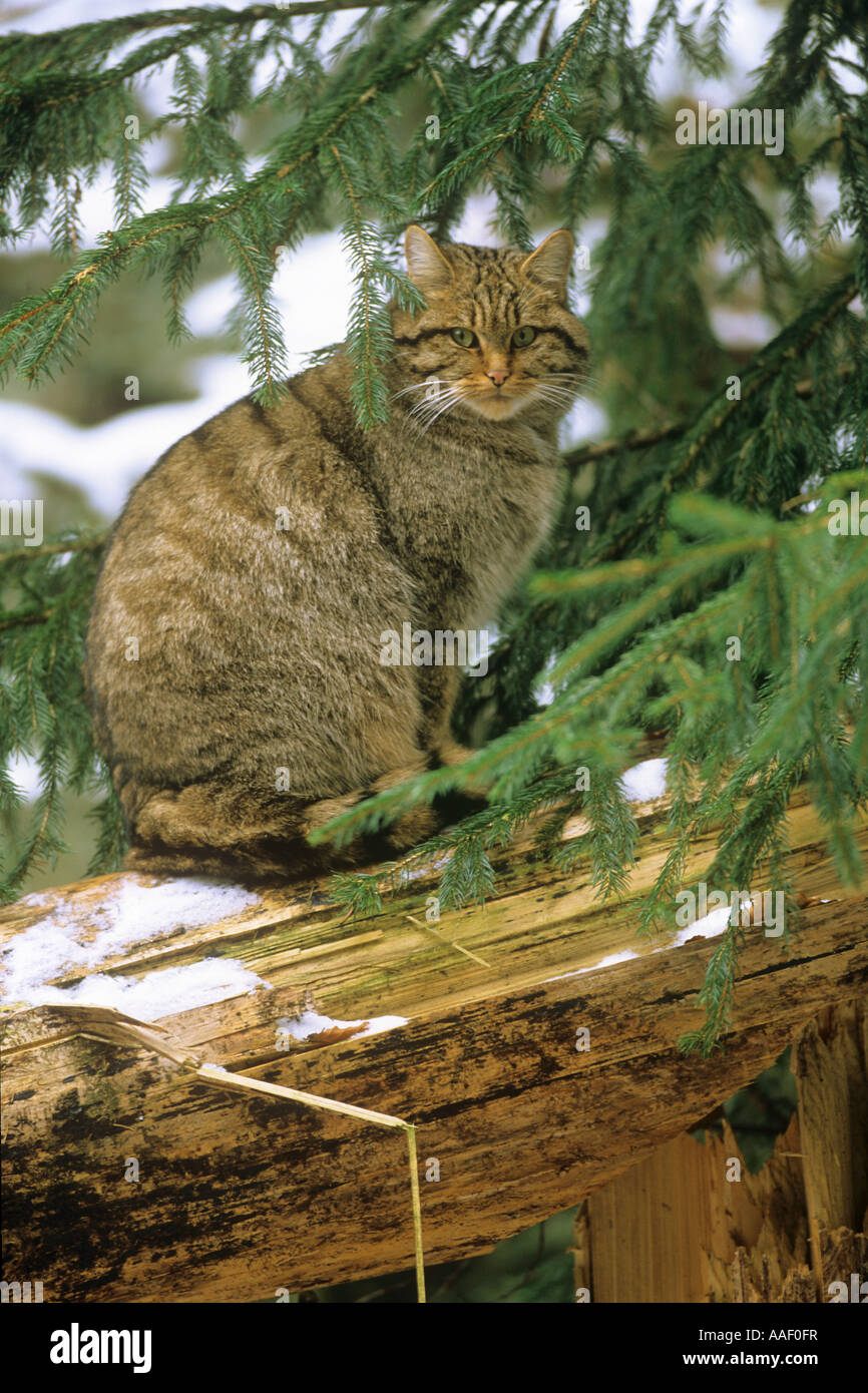 wildcat - sitting / Felis silvestris Stock Photo - Alamy