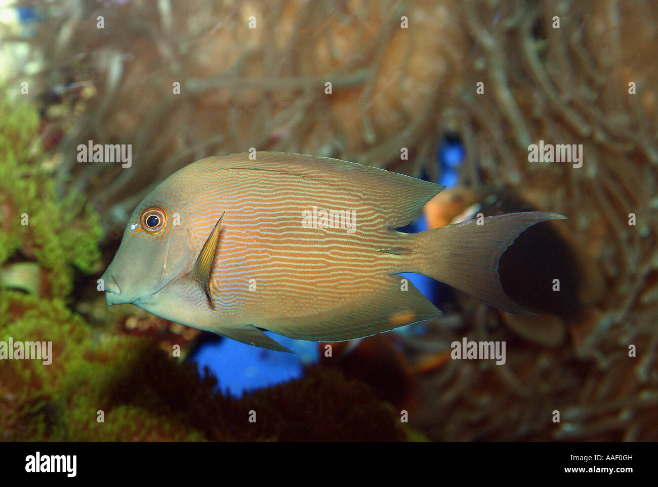 Surgeonfish hi-res stock photography and images - Alamy