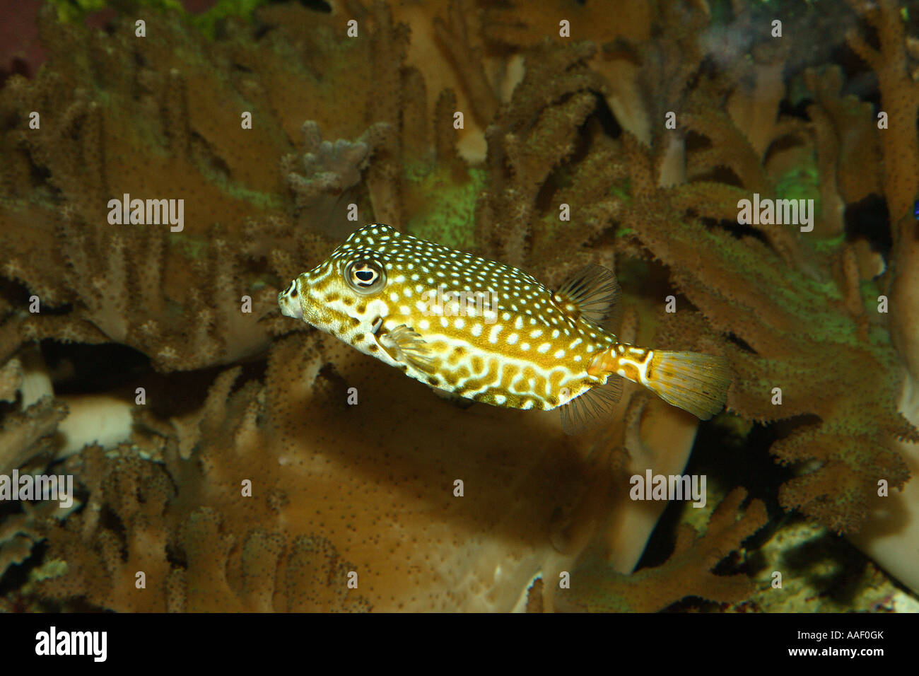 Whitley's Boxfish / Ostracion whitleyi Stock Photo - Alamy