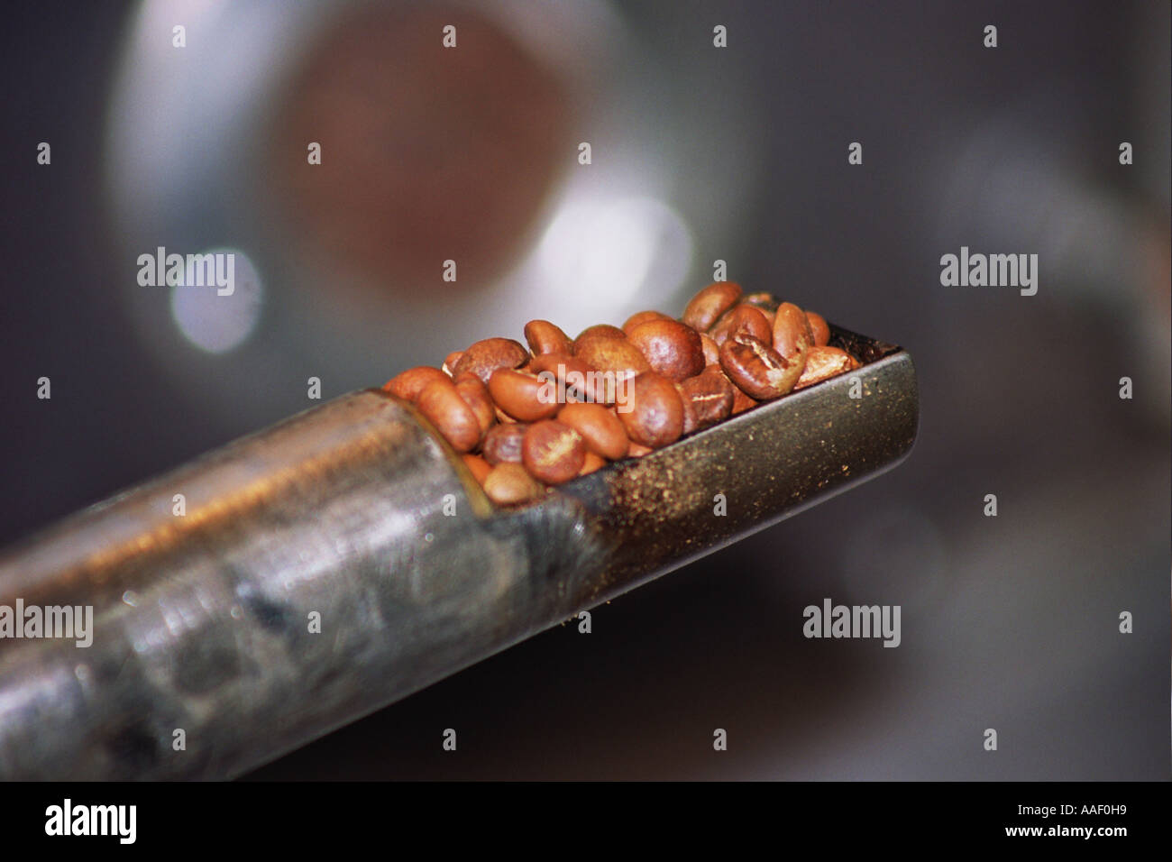 Coffee, testing of roasting process Stock Photo - Alamy