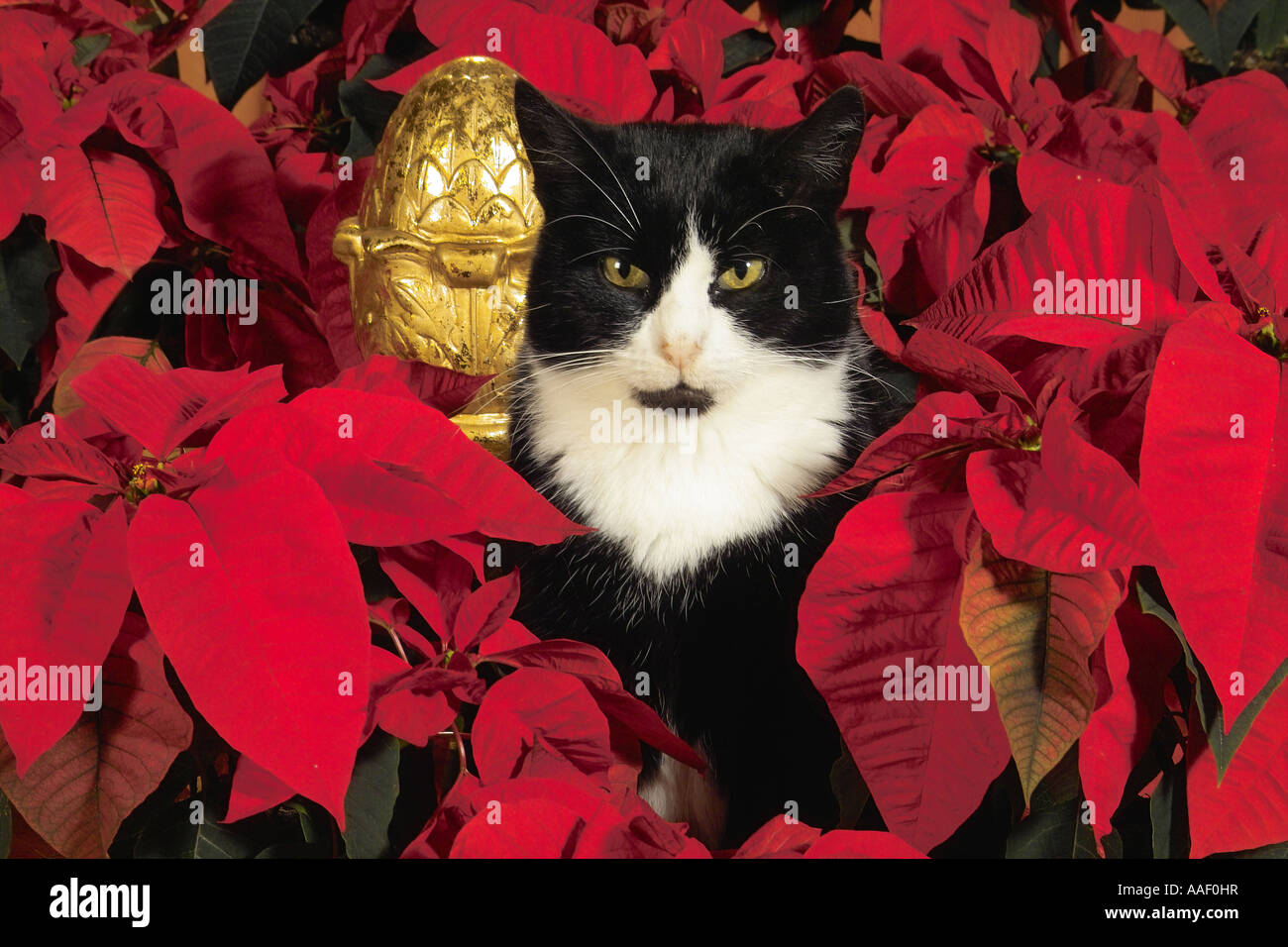 domestic cat between flowers Stock Photo - Alamy