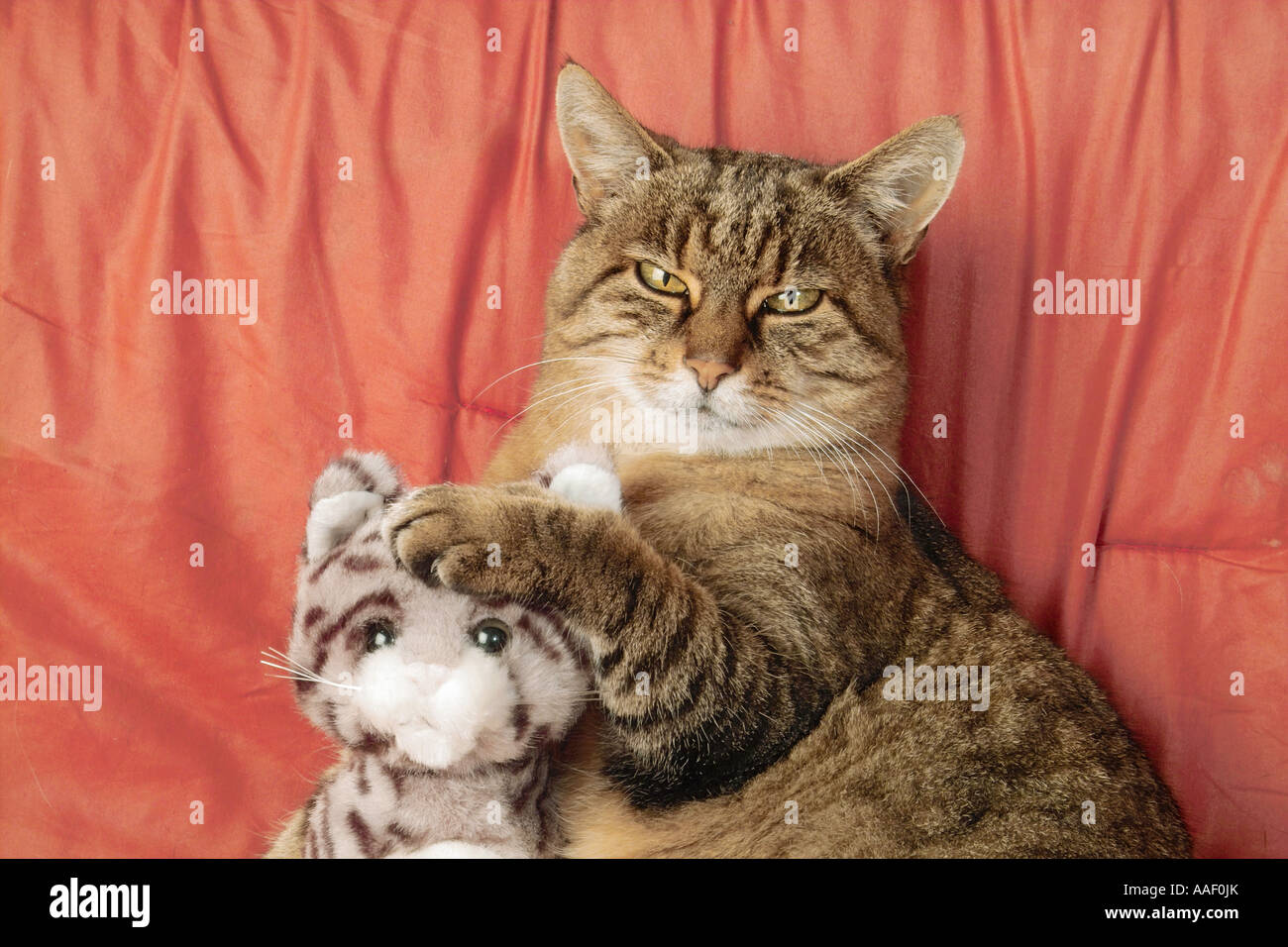 Cuddly cat hi-res stock photography and images - Alamy