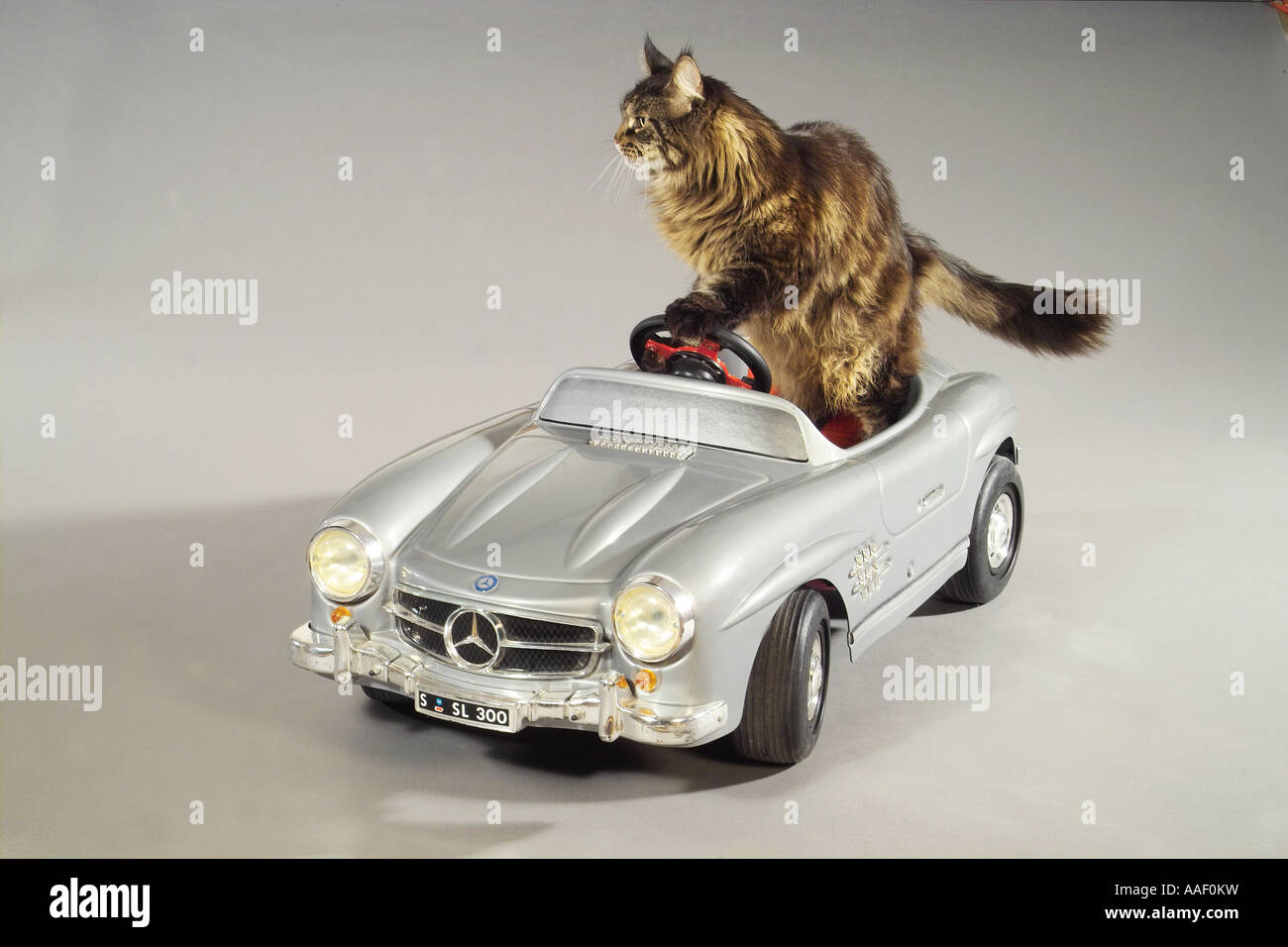 cat in car Stock Photo - Alamy