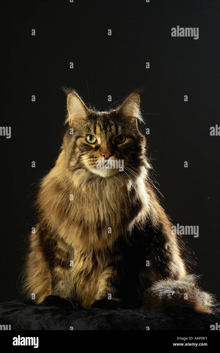 Maine Coon - sitting Stock Photo - Alamy