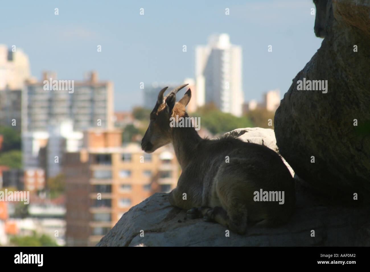 Black goat evil goat with horns eyes staring goat hi-res stock ...
