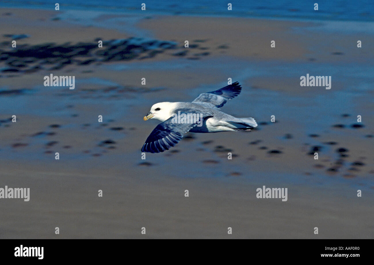 Flying Fulmar Fulmarus glacialis Stock Photo - Alamy