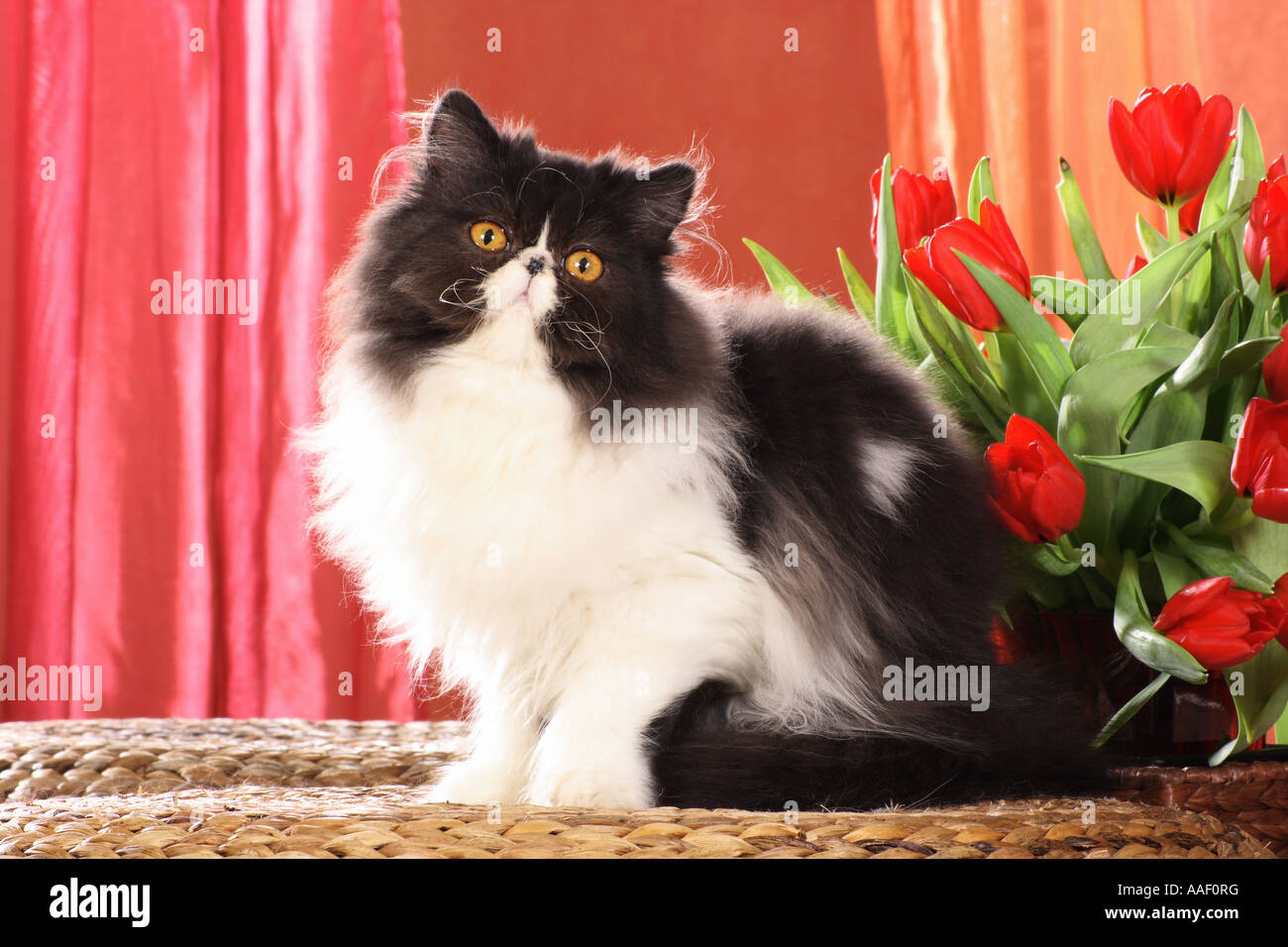Persian cat - sitting lateral Stock Photo - Alamy