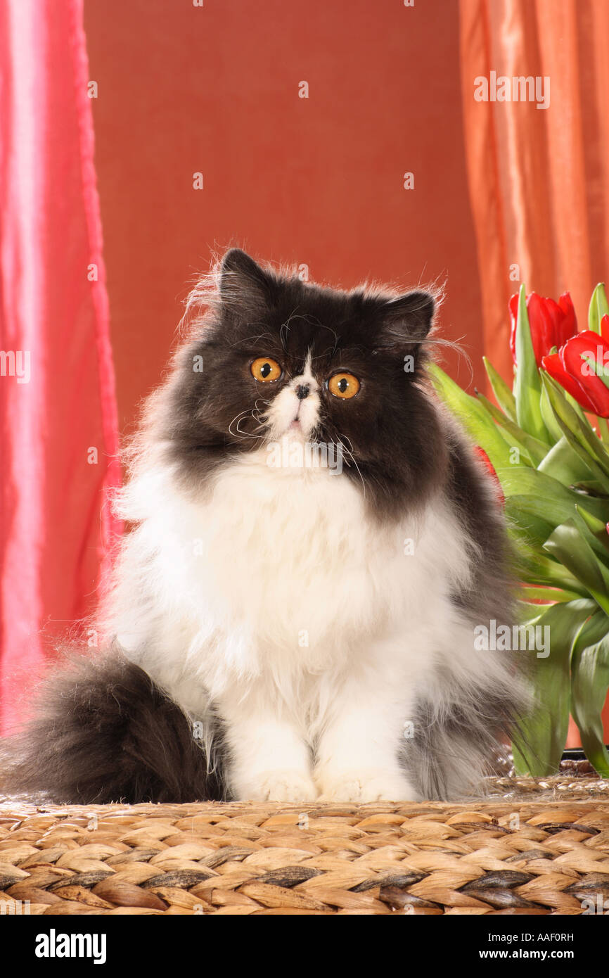 Persian cat - sitting frontal Stock Photo - Alamy