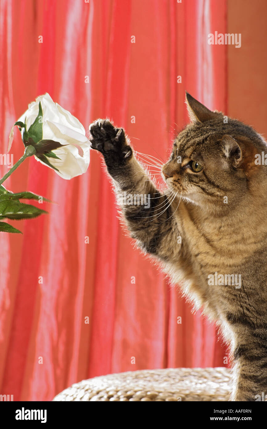 Cat with rose hi-res stock photography and images - Alamy