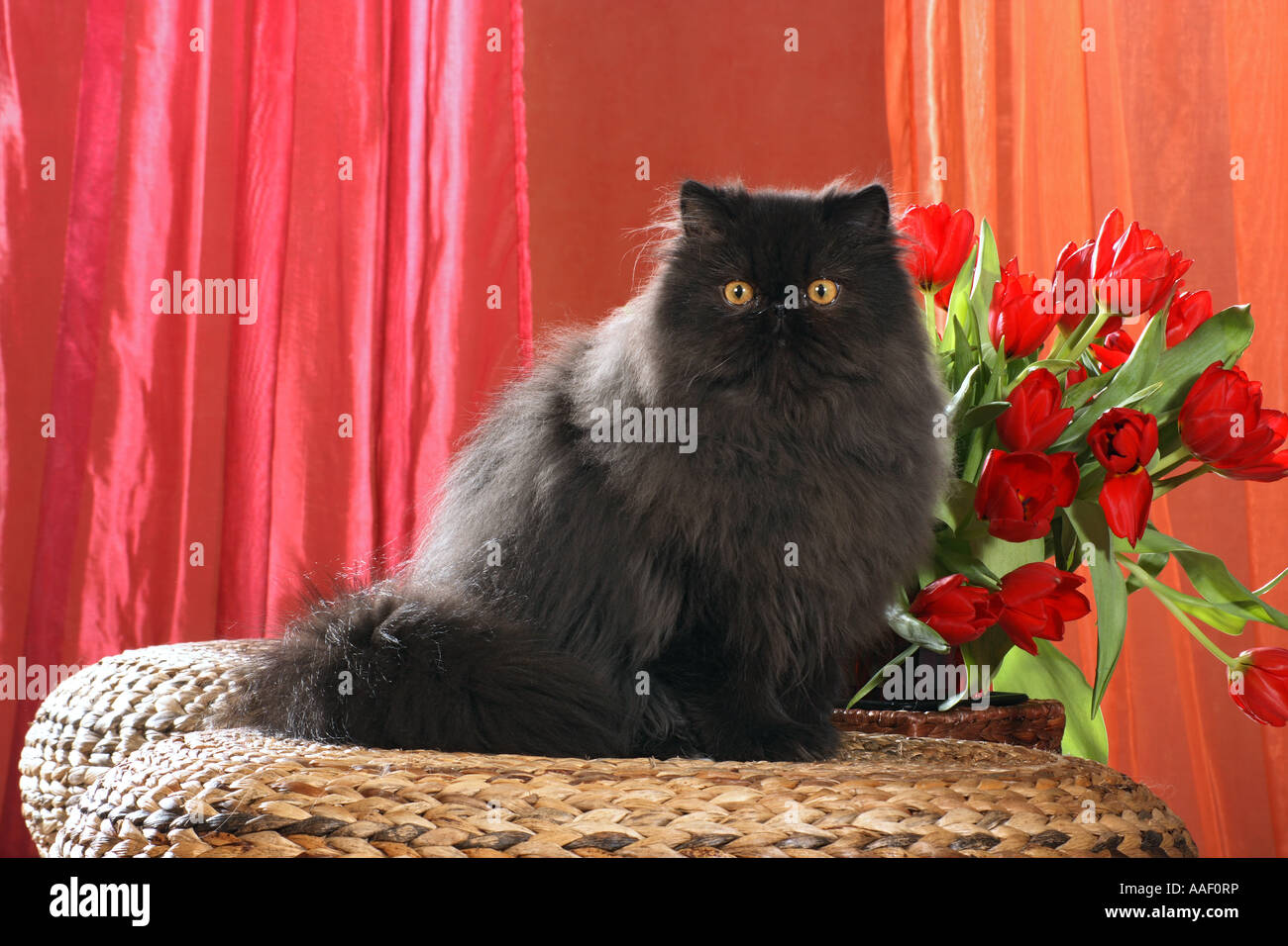Persian cat - in front of tulips Stock Photo - Alamy