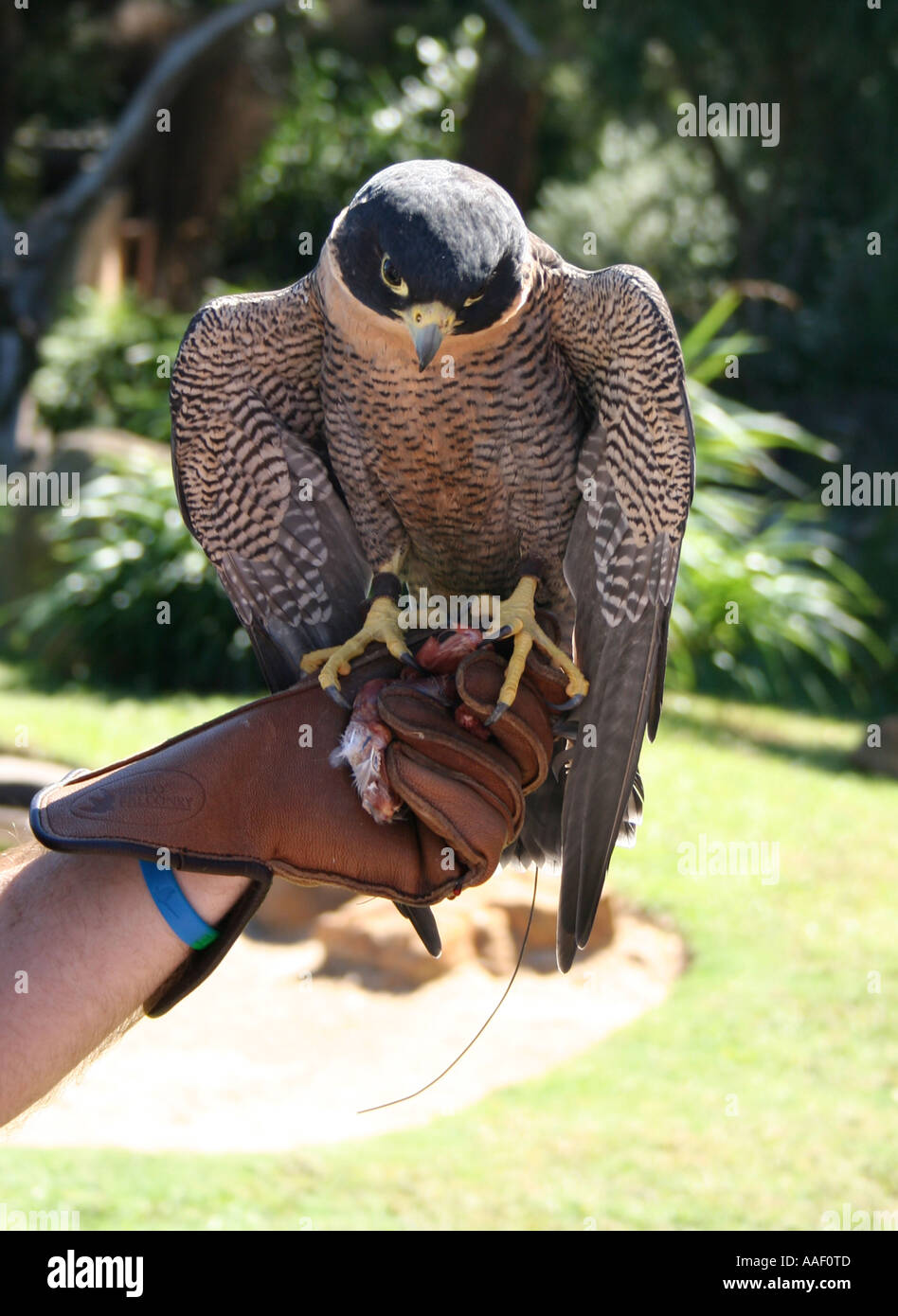 Peregrine falcon hunting bird hi-res stock photography and images - Alamy