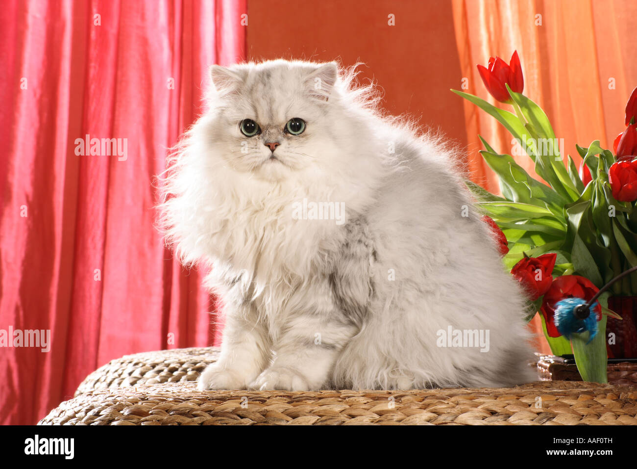 Persian cat - sitting lateral Stock Photo - Alamy