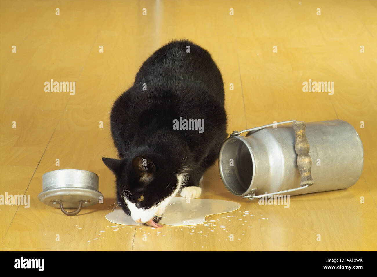 Domestic cat. An adult cat drinks milk that has leaked from an ...