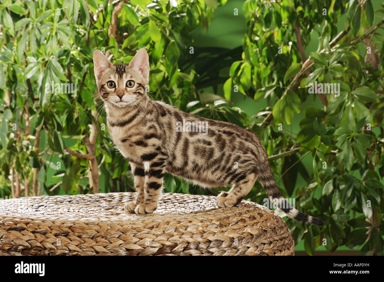 Bengal kitten - standing lateral Stock Photo - Alamy
