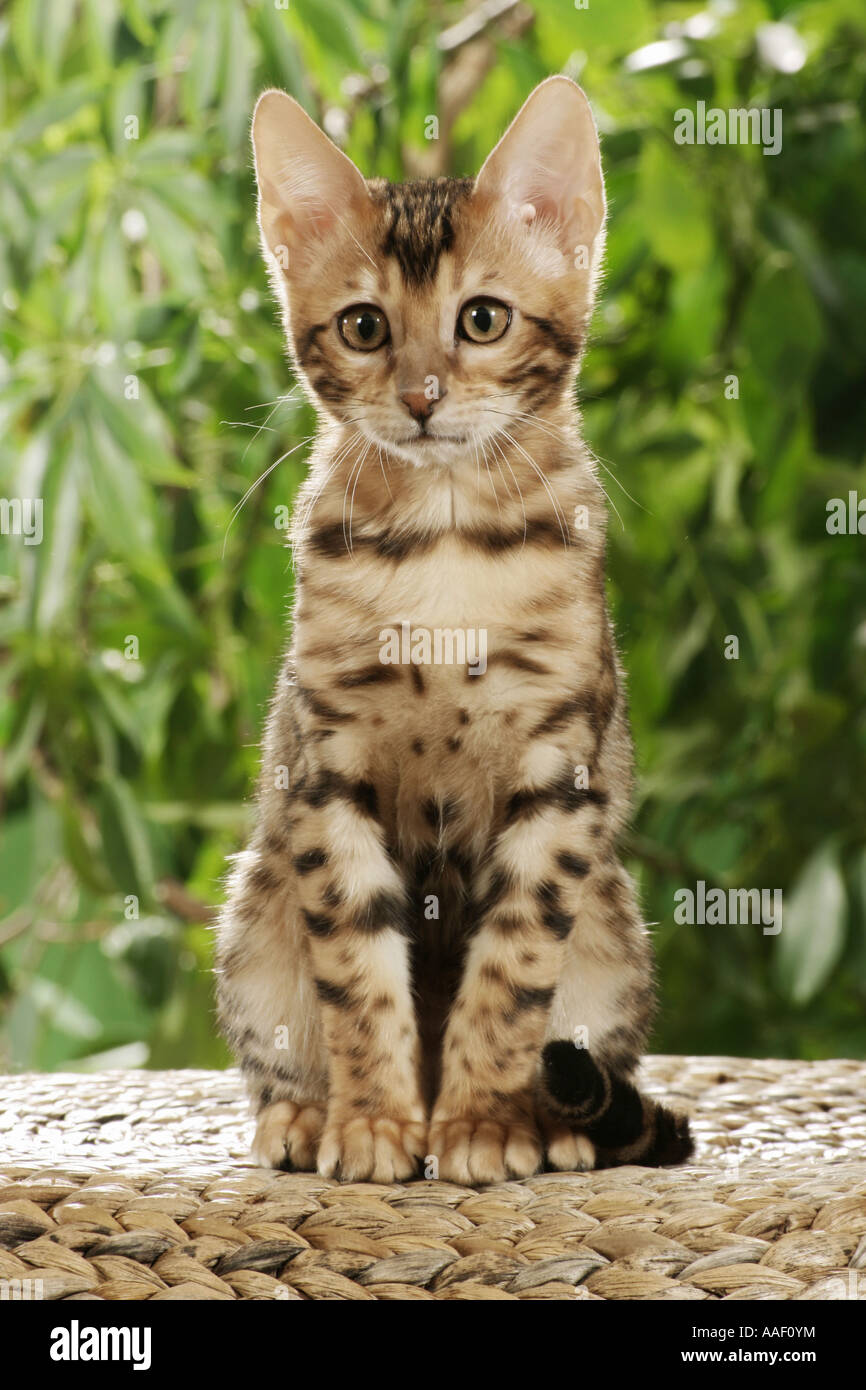 Bengal cat kitten hi-res stock photography and images - Alamy