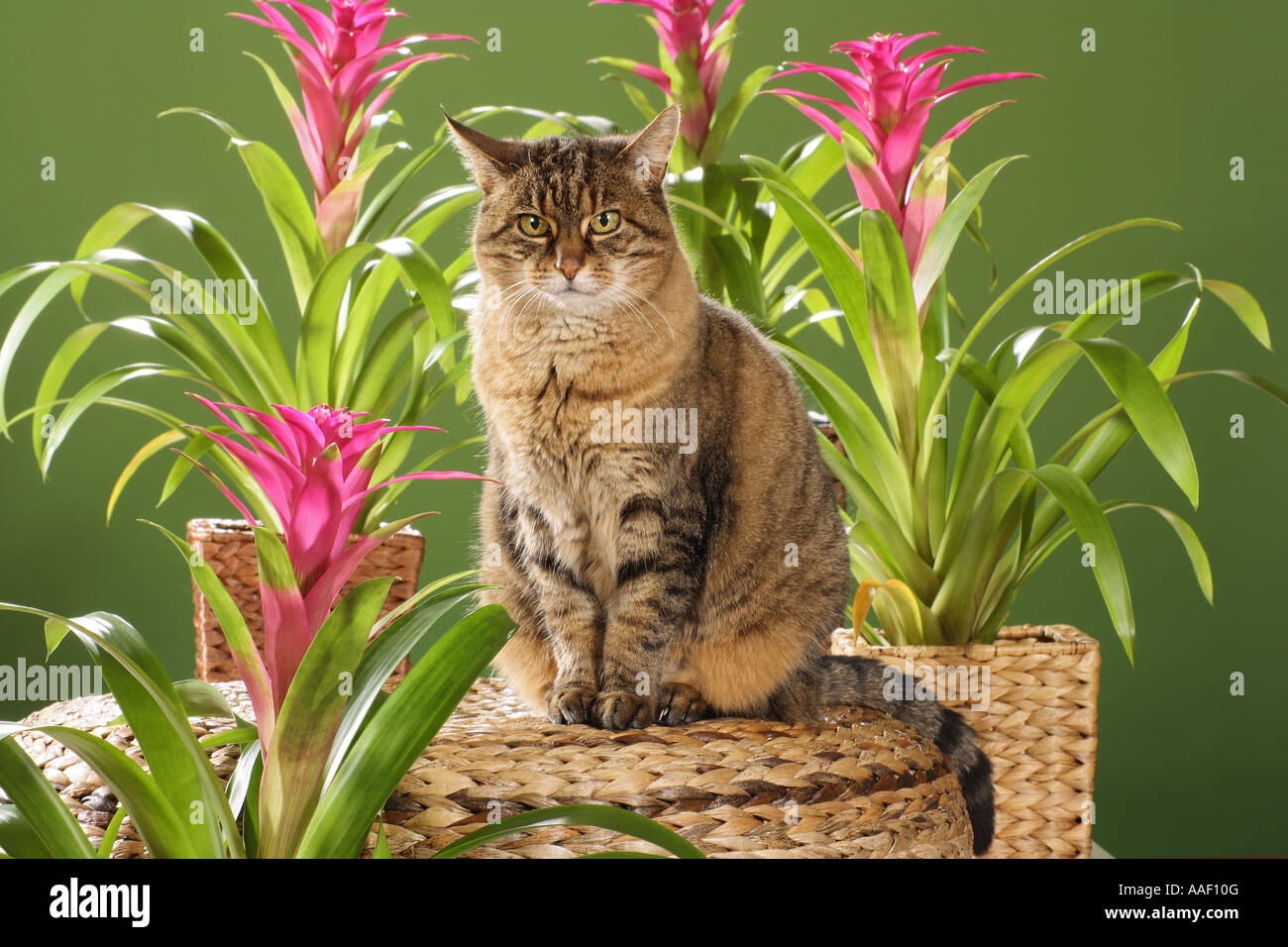 Tabby cat plants hi-res stock photography and images - Alamy