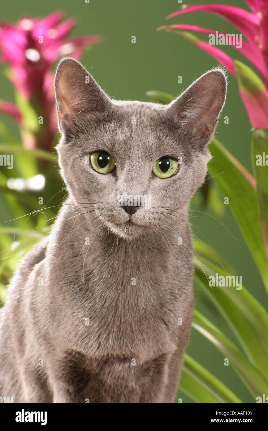 Russian blue portrait hi-res stock photography and images - Alamy