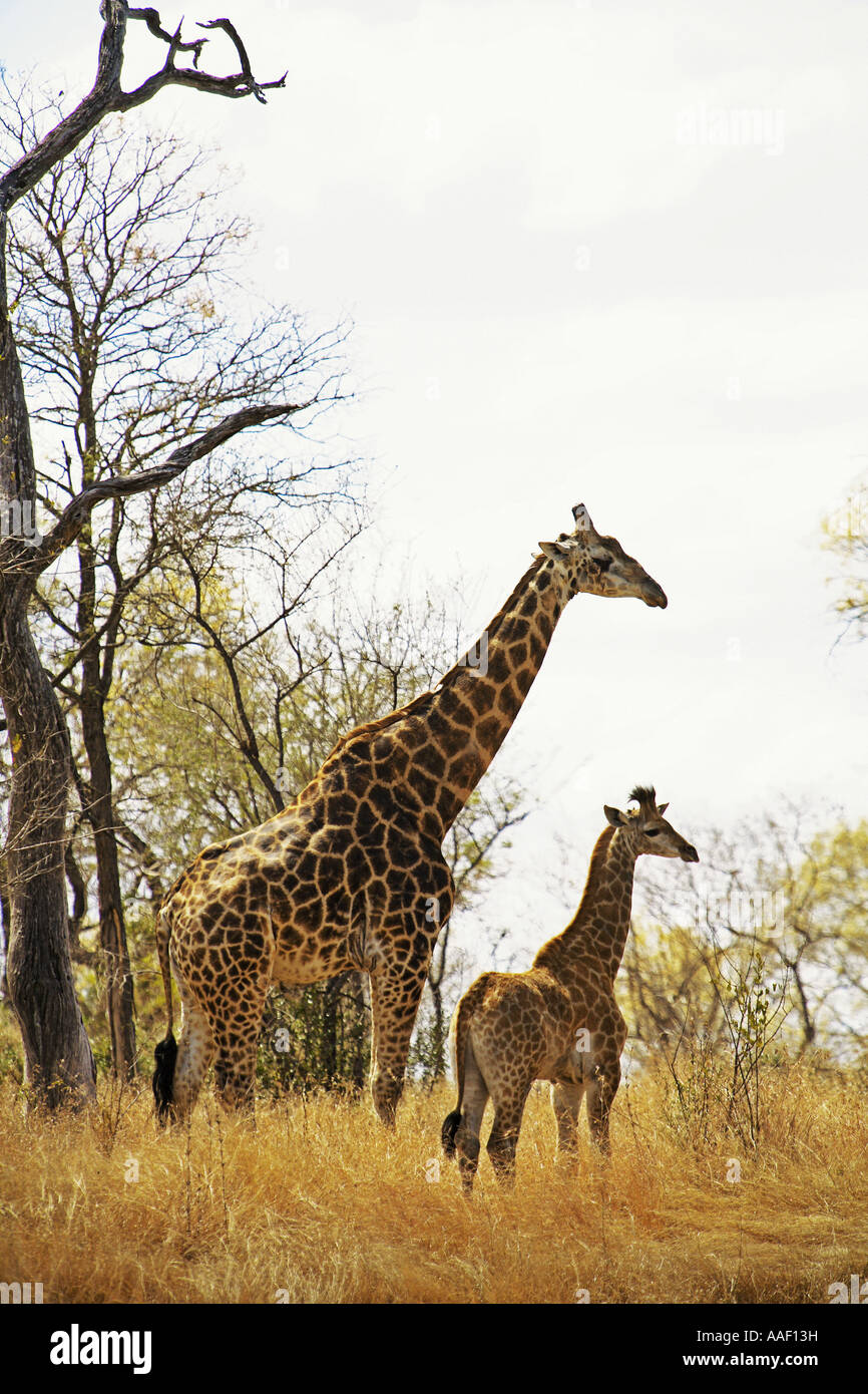 giraffe with cub / Giraffa camelopardalis Stock Photo - Alamy