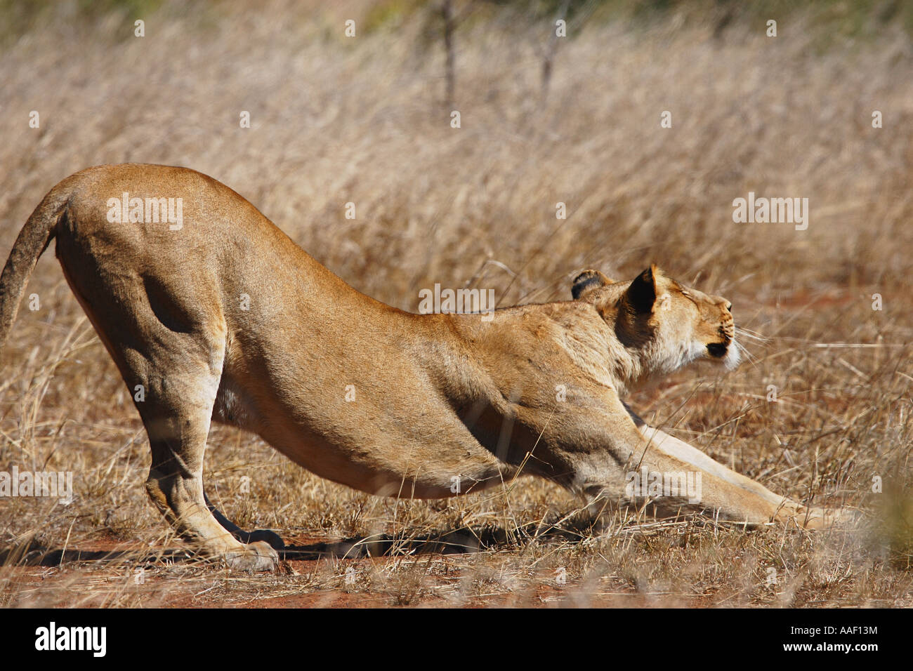 lioness - stretching itself / Panthera leo Stock Photo - Alamy