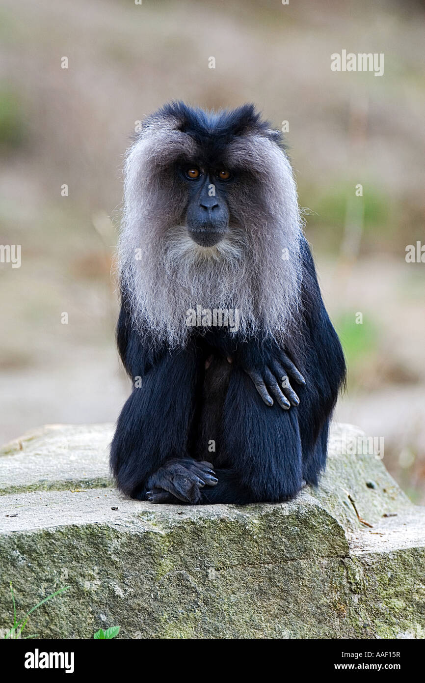 Lion tailed macaque hi-res stock photography and images - Alamy