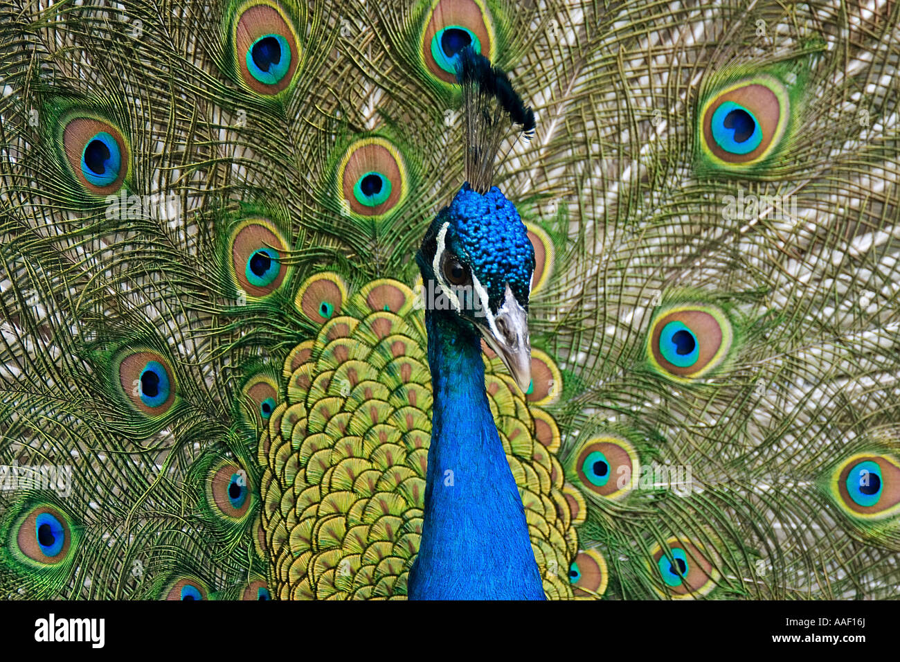 Indian peafowl - portrait / Pavo cristatus Stock Photo - Alamy