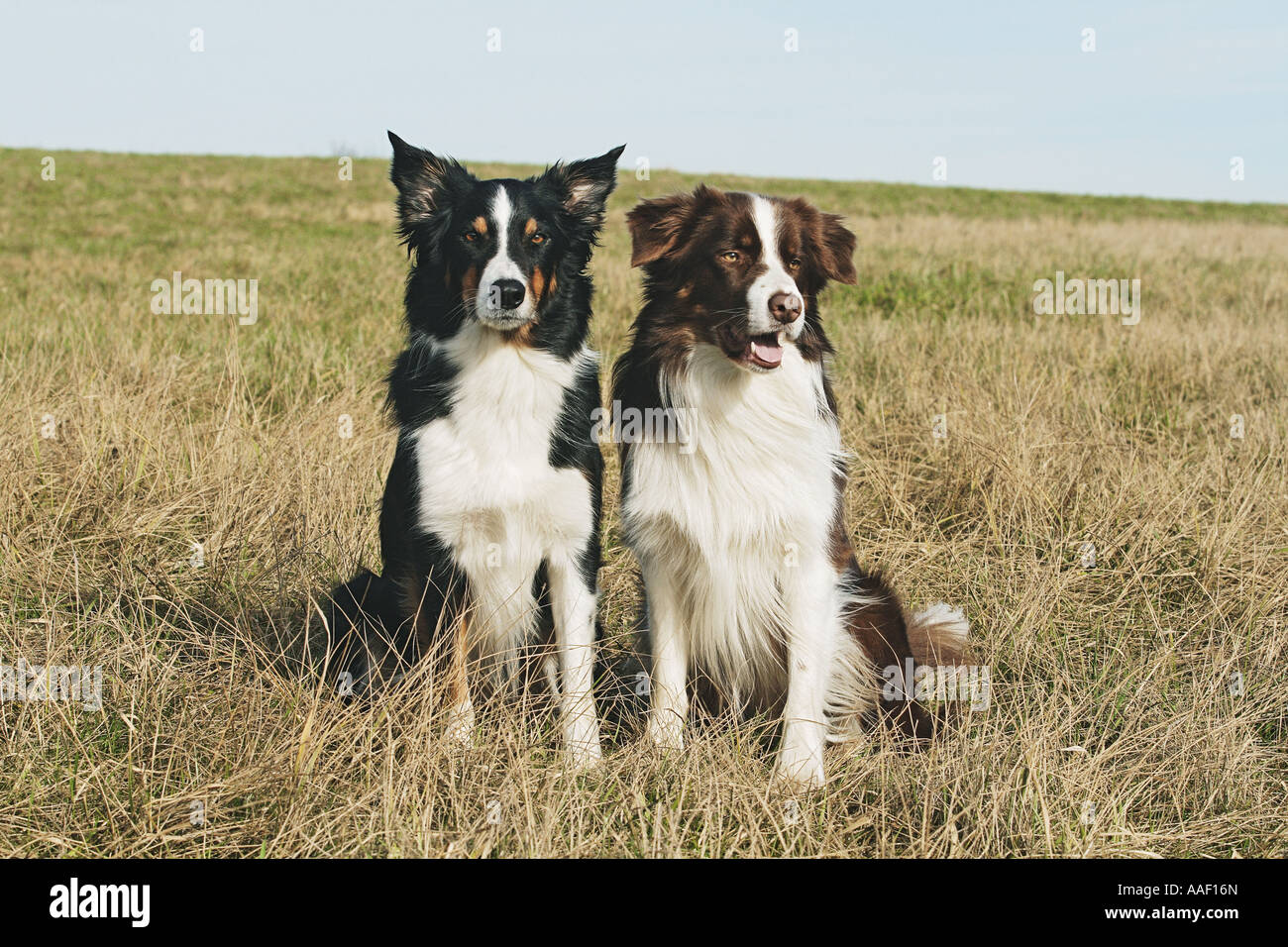 Two border collies on hi-res stock photography and images - Alamy