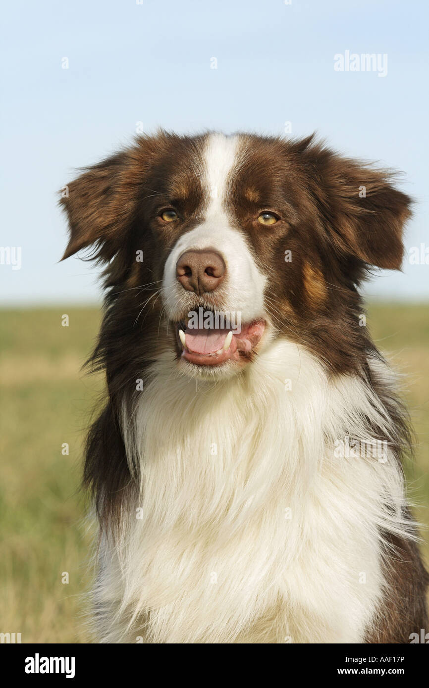 Border Collie - portrait Stock Photo - Alamy