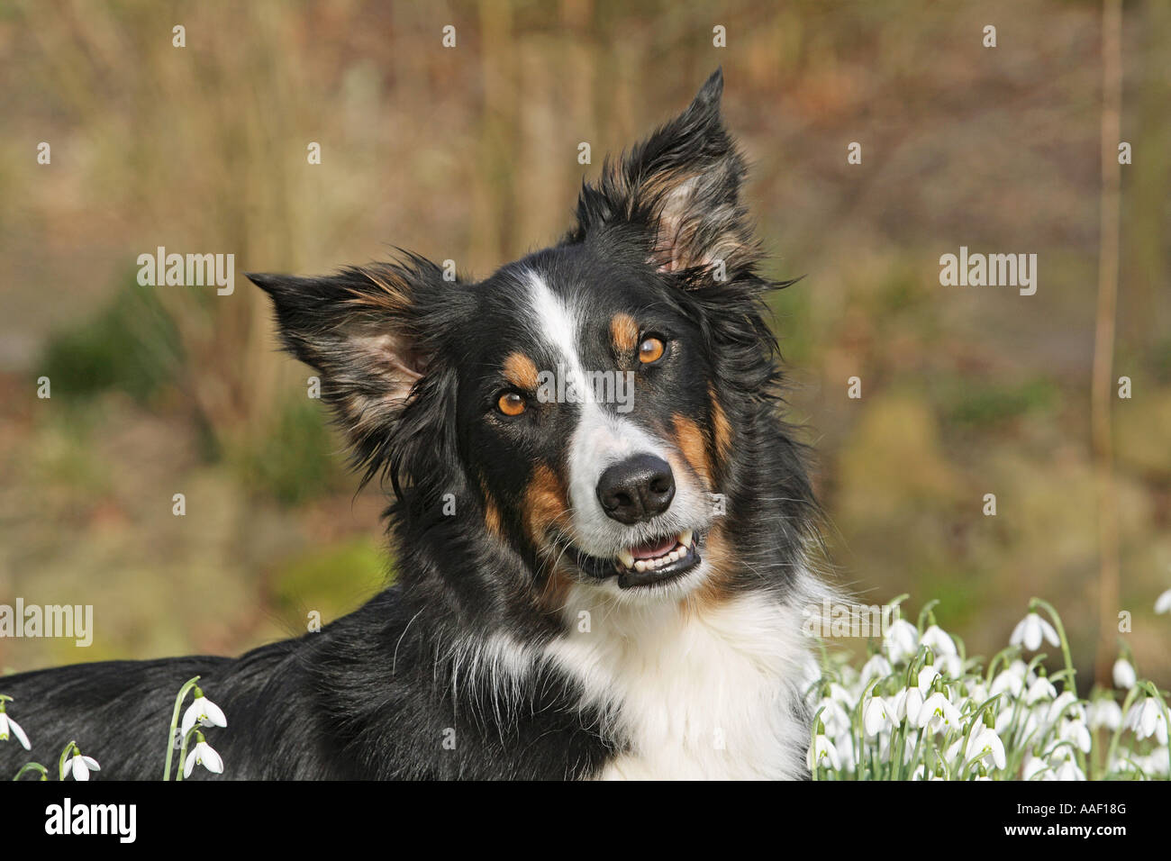Border Collie - portrait Stock Photo - Alamy