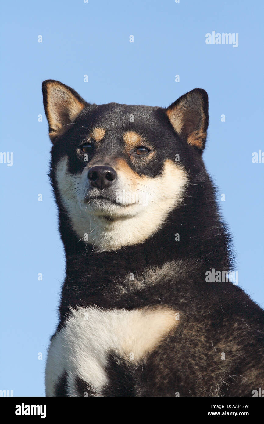 Shiba Inu - portrait Stock Photo - Alamy