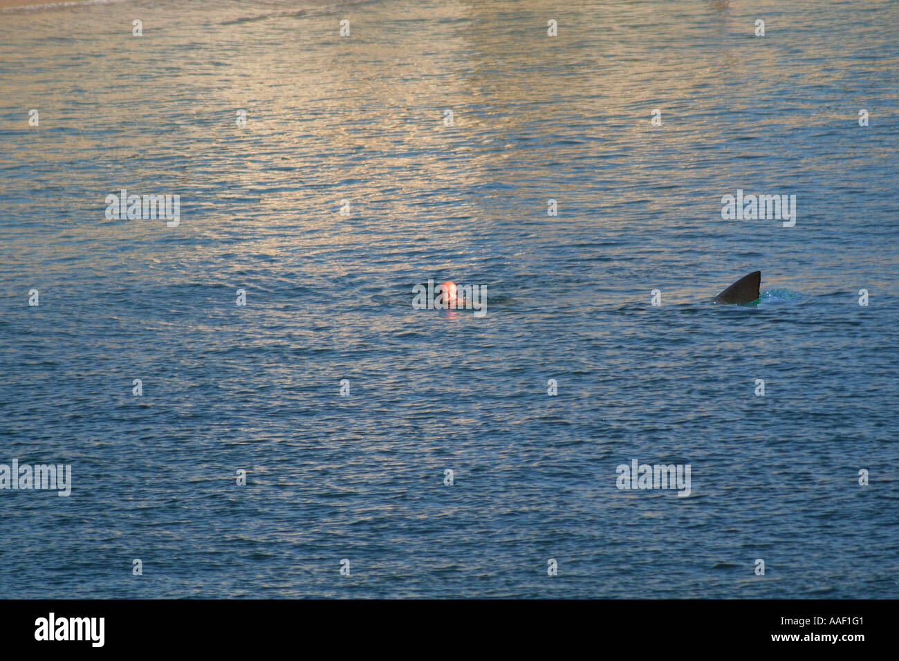 Blue shark fin hi-res stock photography and images - Alamy