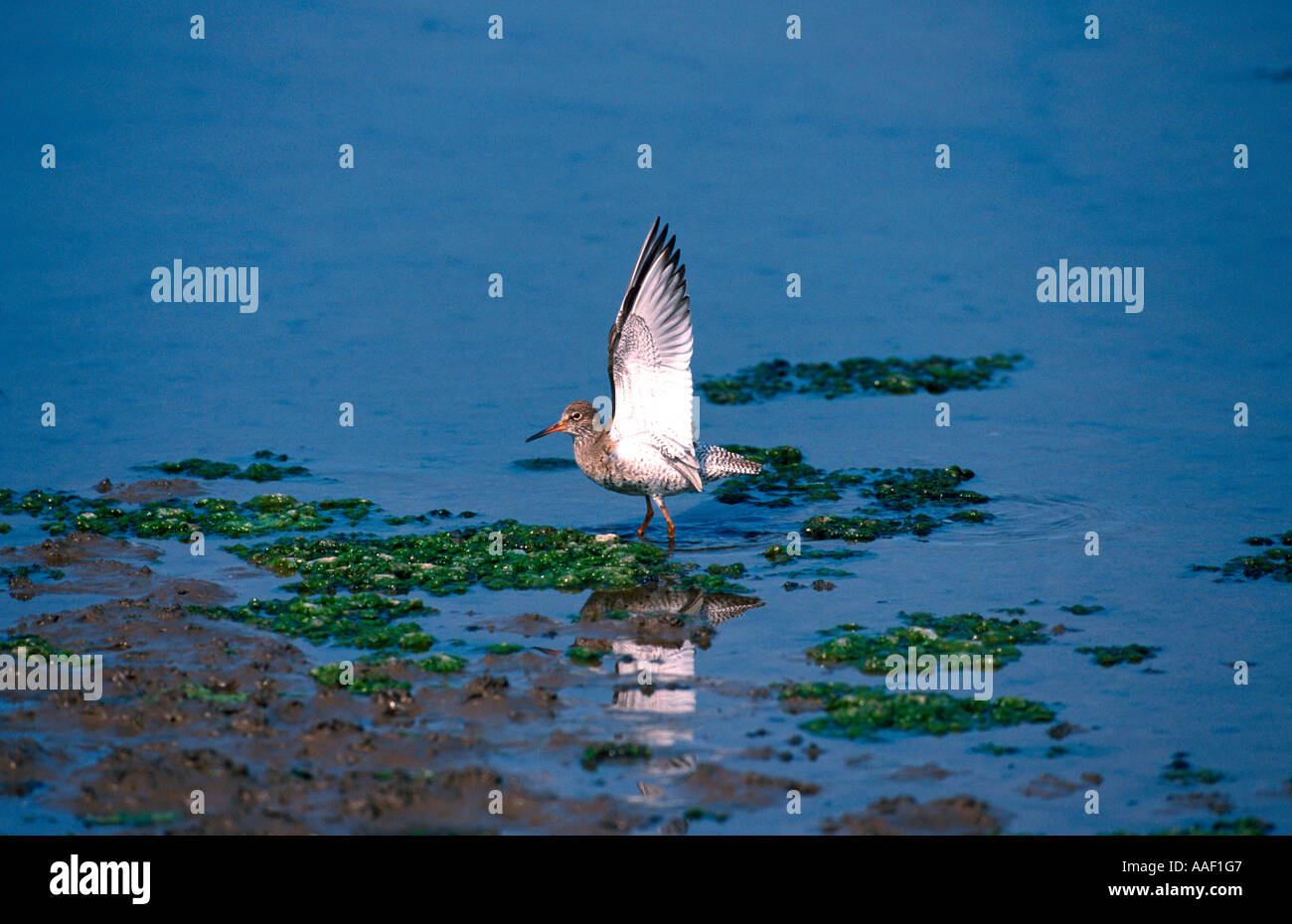 Redshank Tringa totanus flying in to land in shallow water Stock Photo ...