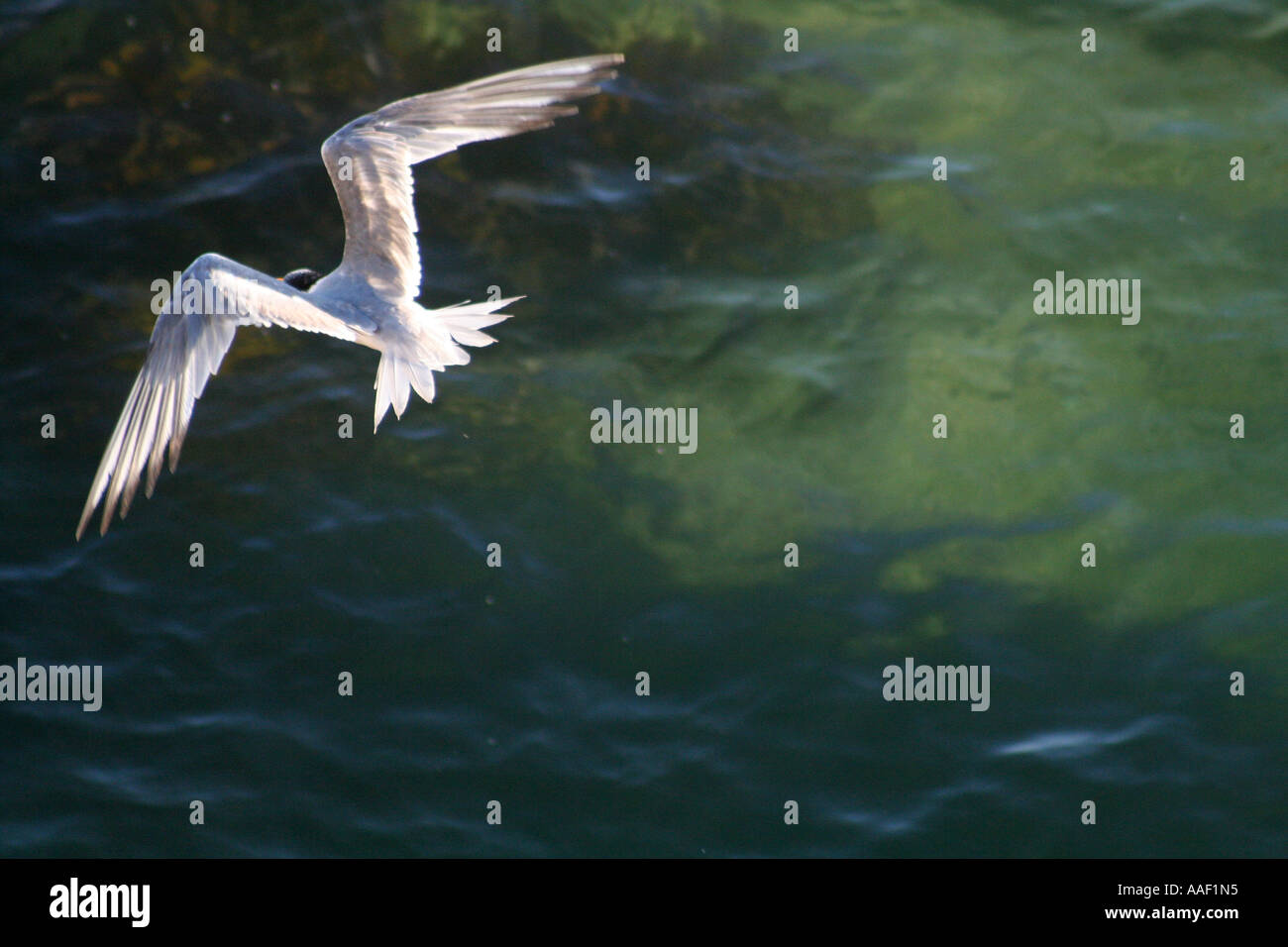 Fairy tern australia hi-res stock photography and images - Alamy