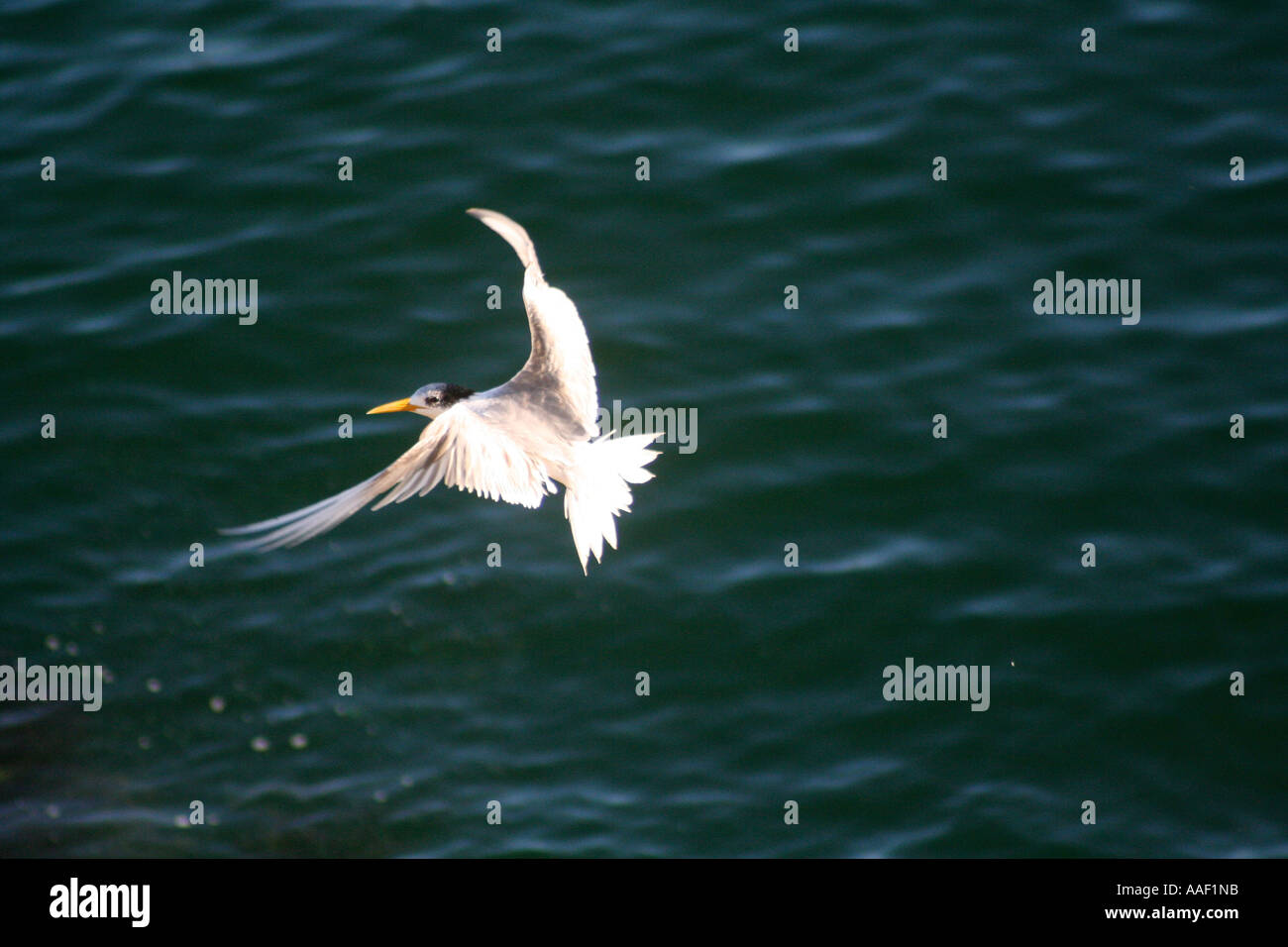 Fairy tern australia hi-res stock photography and images - Alamy