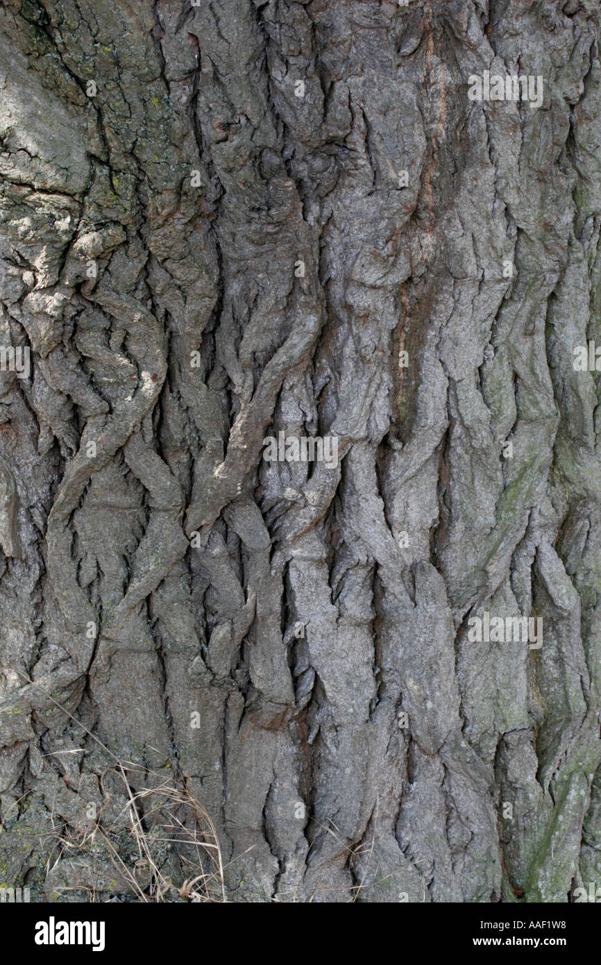 Native black poplar hi-res stock photography and images - Alamy