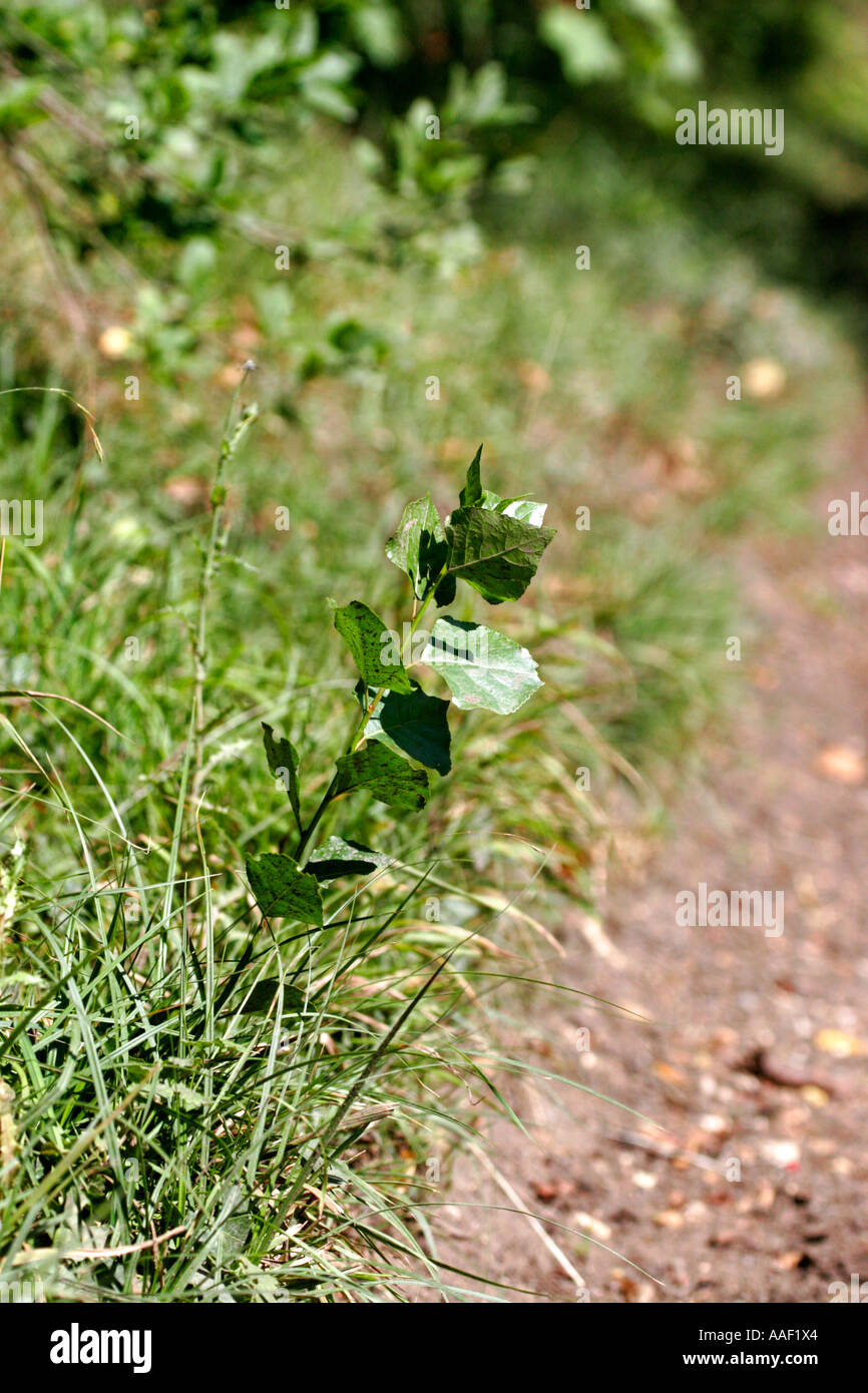 Native black poplar hi-res stock photography and images - Alamy