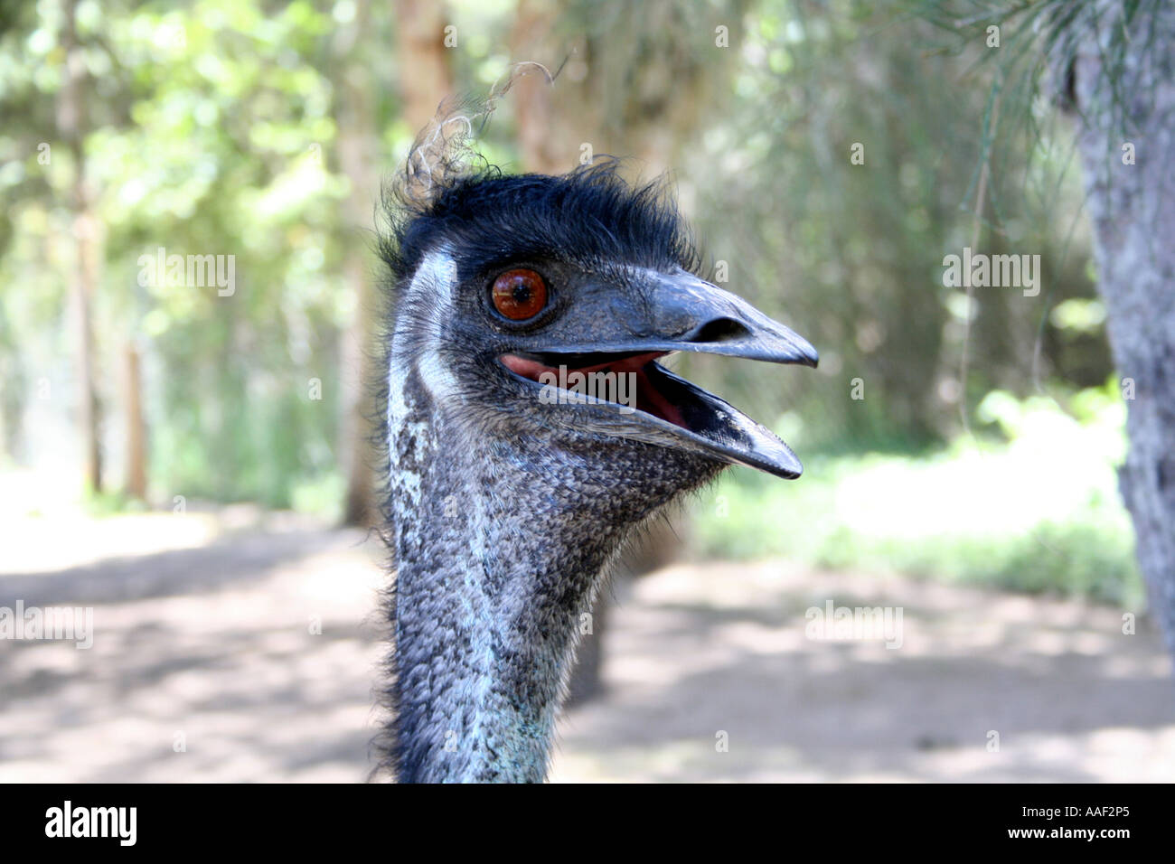 Emu, Dromaius novaehollandiae Stock Photo - Alamy