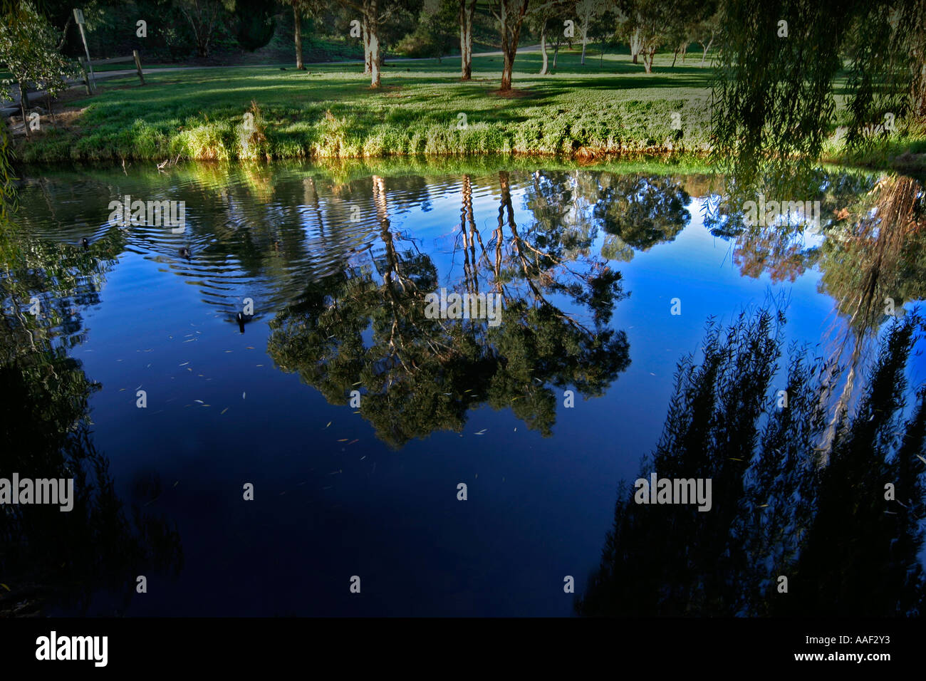 A small pond with the reflection of trees and blue sky on water Stock ...