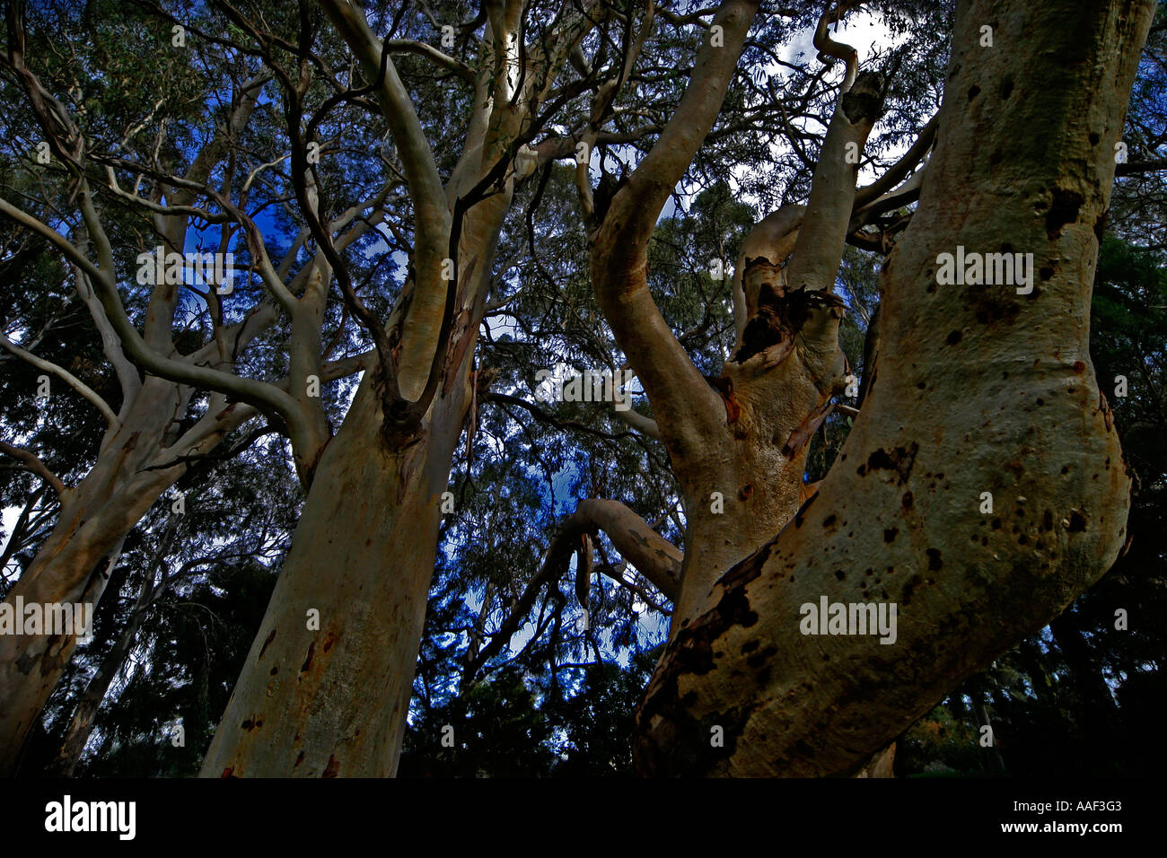 large gum trees with blue sky and white clouds Stock Photo - Alamy