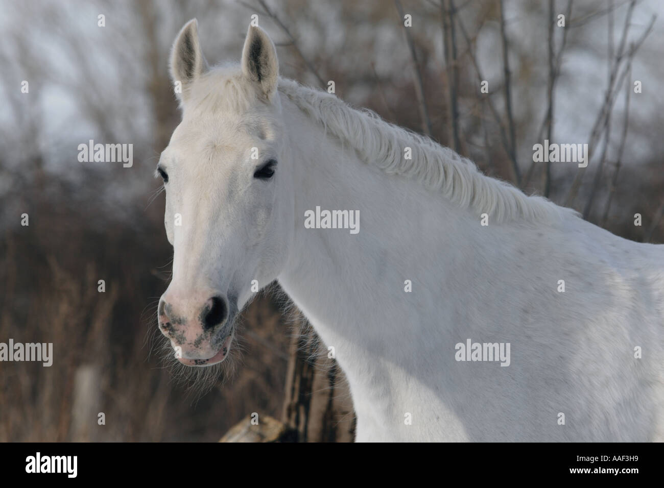 The white horse had Stock Photo - Alamy