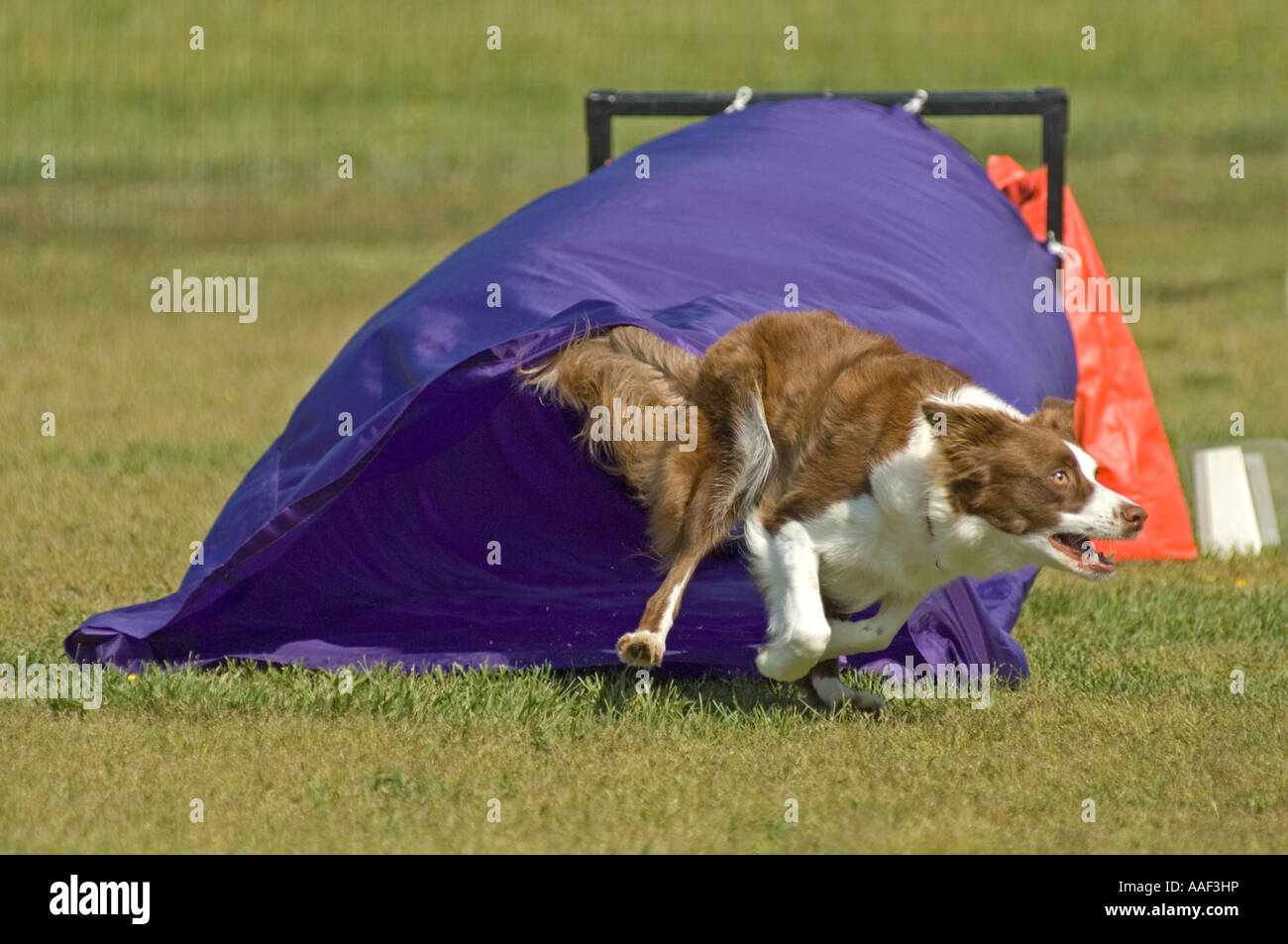 A border collie running out of a chute at an agility trial Stock Photo ...