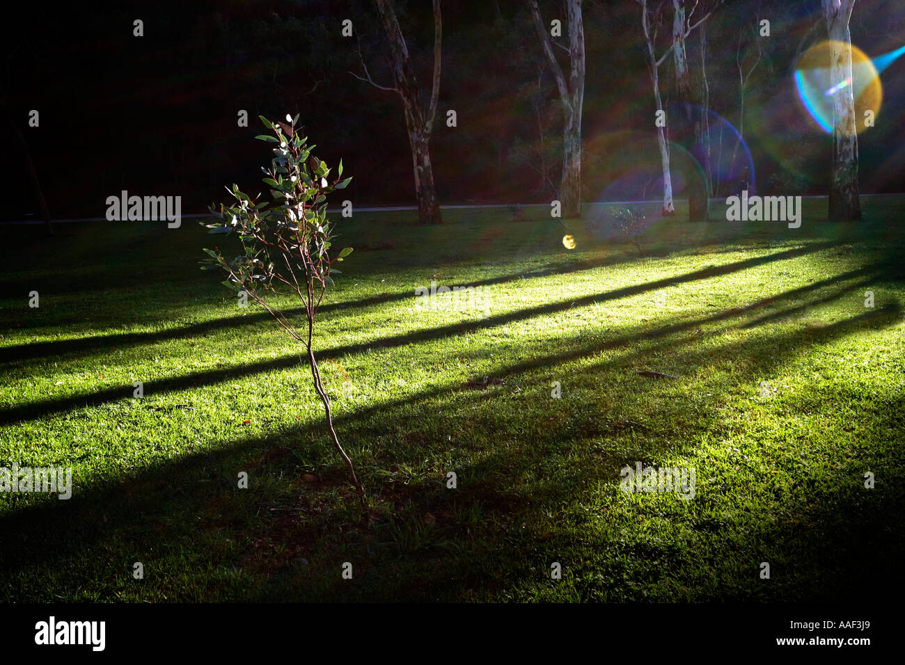 Beautiful shadow pattern of the trees on lawn Stock Photo - Alamy