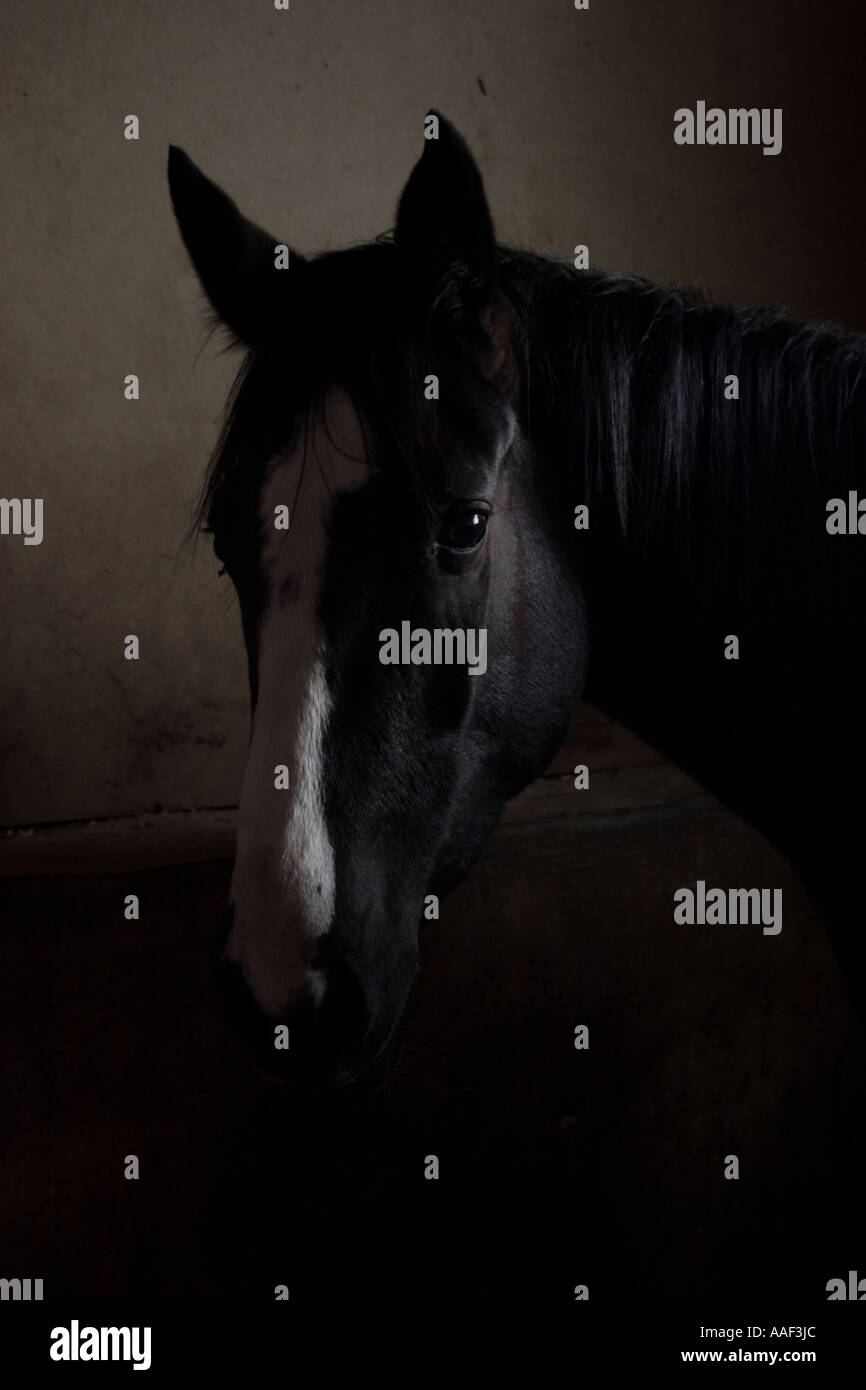 Loose box stable hi-res stock photography and images - Alamy