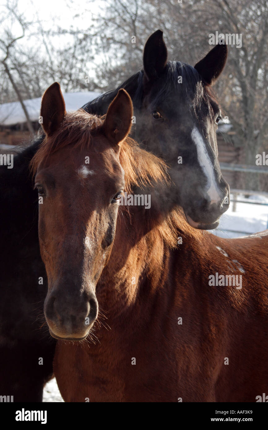 Two horses fence hi-res stock photography and images - Alamy