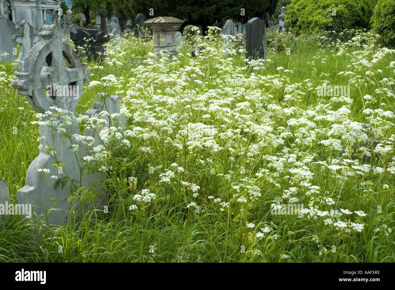 Cow Parsley Anthriscus sylvestris growing around gravestone in a London ...