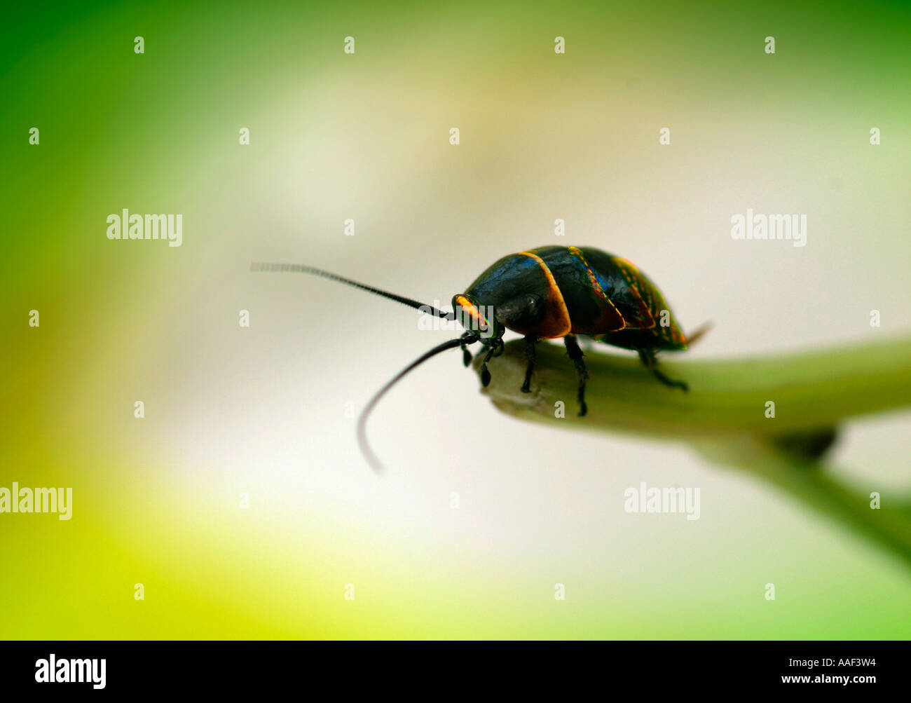 An insect is moving on a stem Stock Photo - Alamy