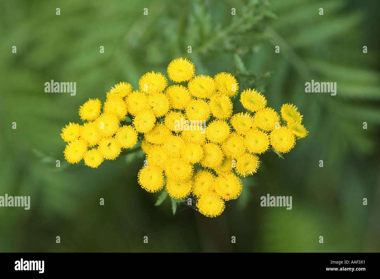 Tansy Tanacetum parthenium close up of head Rye Meads Hertfordshire UK ...