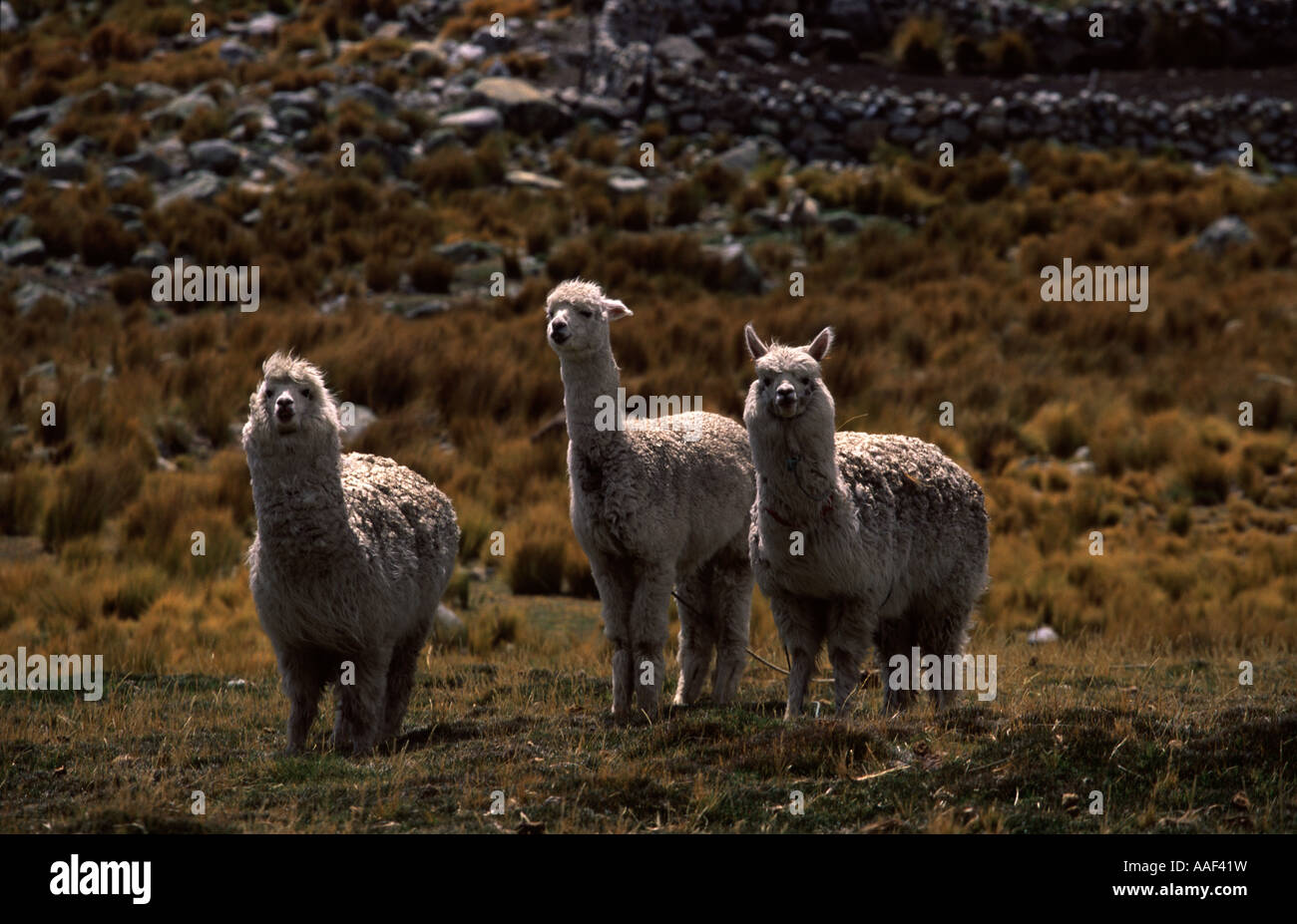 Tree alpacas in the wild Peru Stock Photo - Alamy