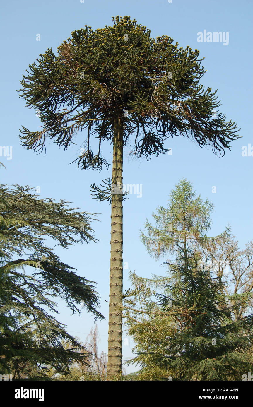 Monkey Puzzle tree, England Stock Photo - Alamy
