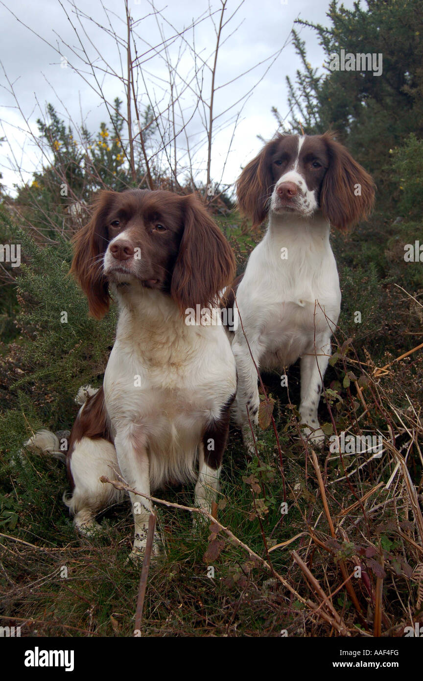 Springer spaniels, working gundogs Stock Photo - Alamy