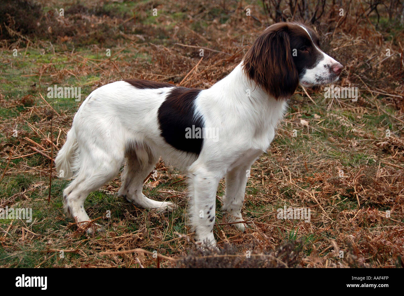 Springer spaniels, working gundogs Stock Photo - Alamy